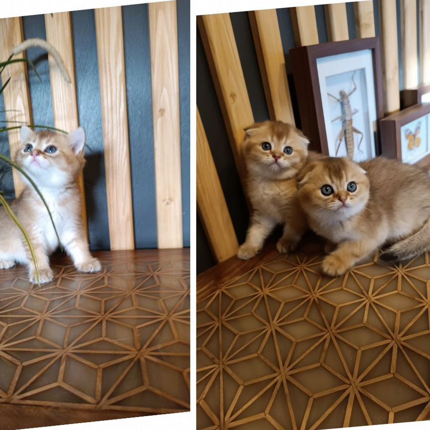 Шотландский вислоухий короткошёрстный котёнок