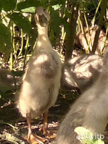 Утята индийского бегунка