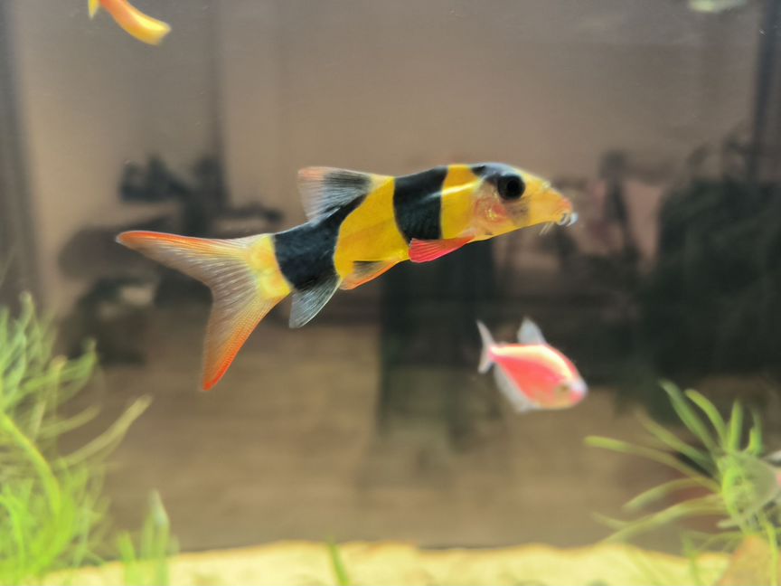 Аквариумные рыбки