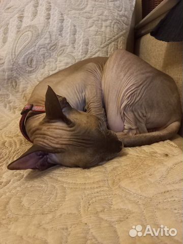 Найдена кошка сфинкс