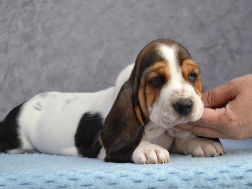 Красивые девочки бассет хаунда