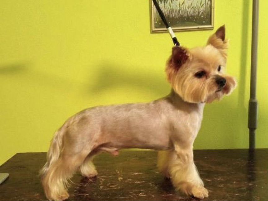 Йоркширский терьер