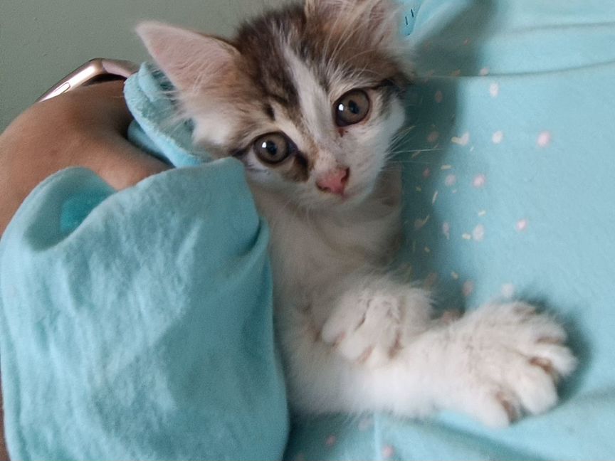 2 месяца кот Лисик