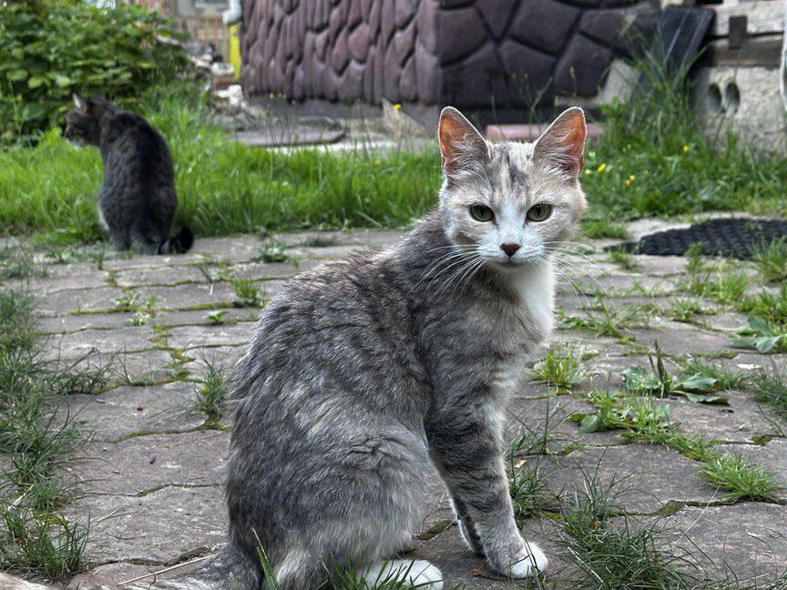 Кошки в добрые руки