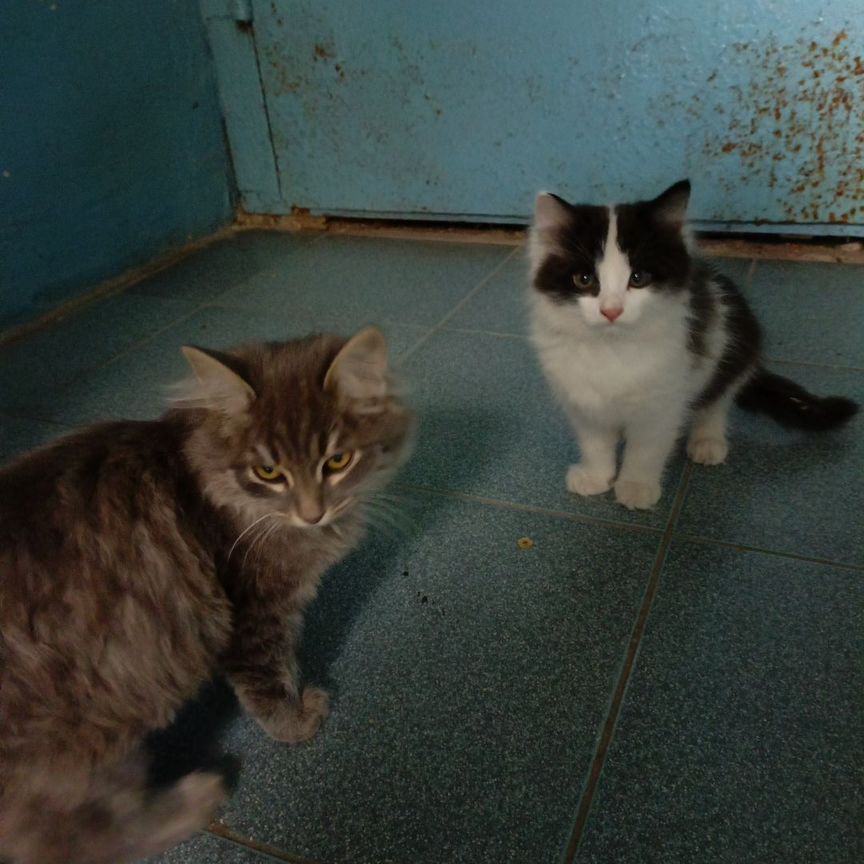 Котики бесплатно в добрые руки