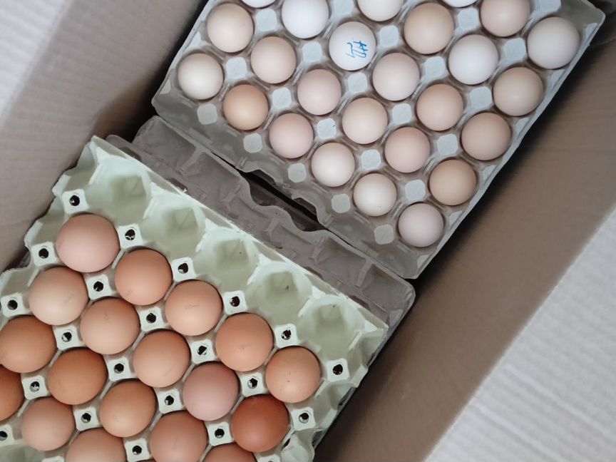 Инкубационное яйцо