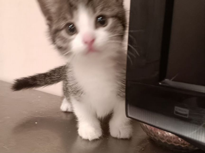 Кошка
