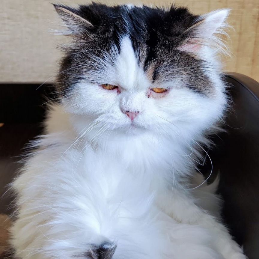 Перс котик в добрые руки