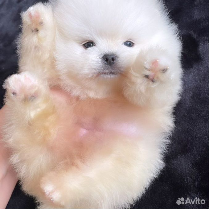 Белые, кремовые,рыжие щенки шпица