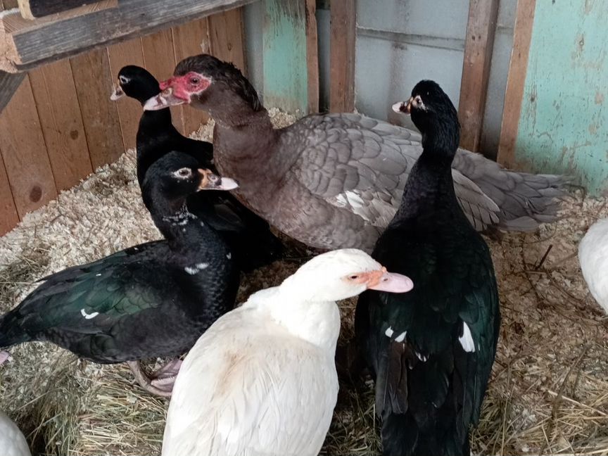 Мускусные утки тяжелые линии