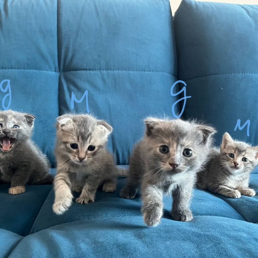 Вислоухие котята в добрые руки