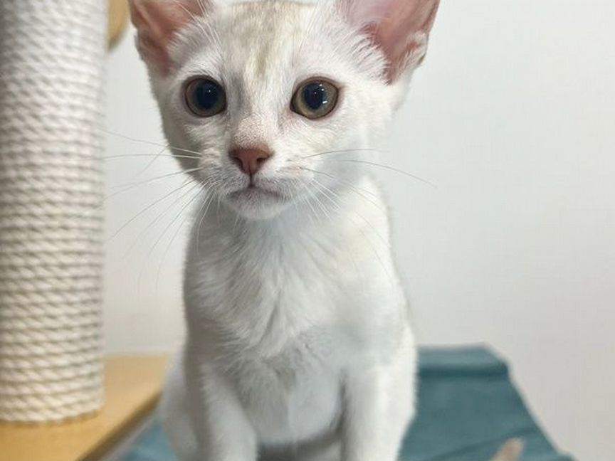 Белый абиссинский котенок