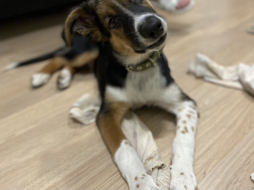 Щенок кобель в добрые руки