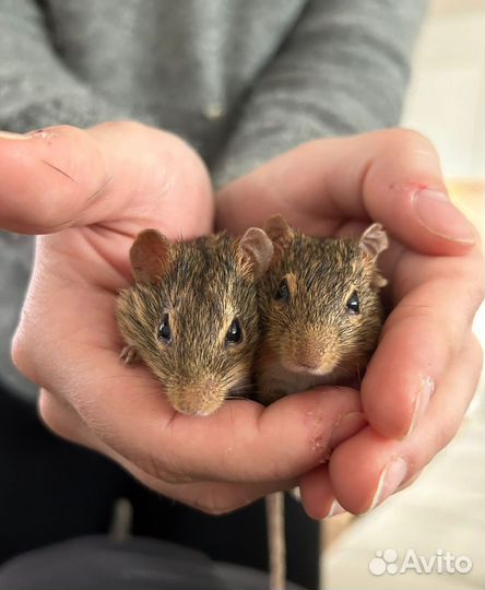 Африканские полосатые мыши