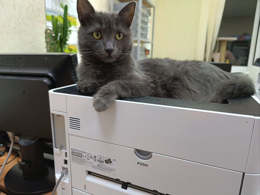 Кошки в добрые руки бесплатно