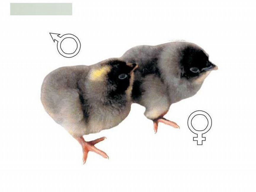 Суточные цыплята Доминант в Ставрополе