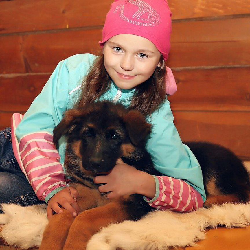 Щенки кобели немецкой овчарки