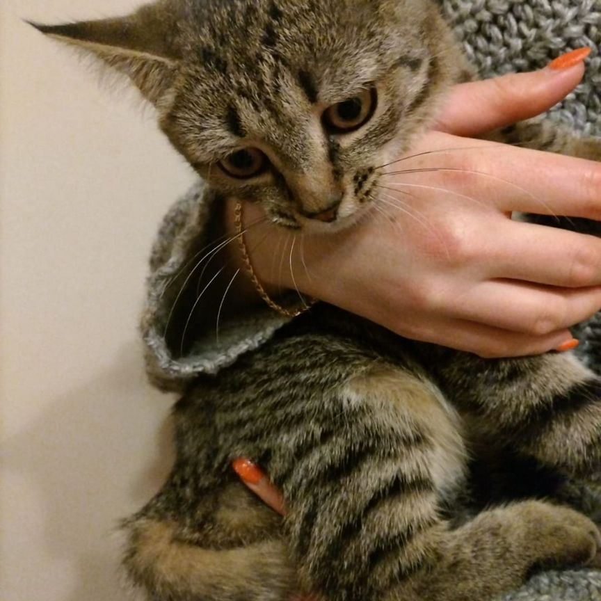 Кошечка в добрые руки