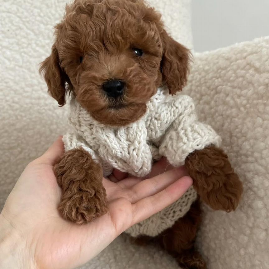 Той-пудель, щенок