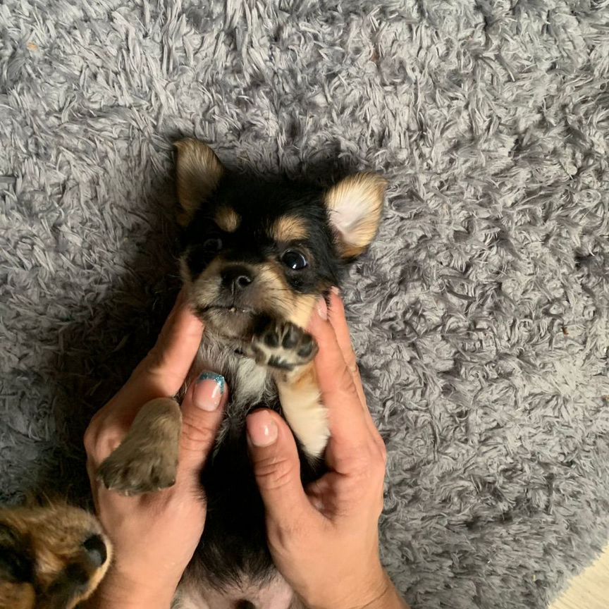 Щенки чихуахуа