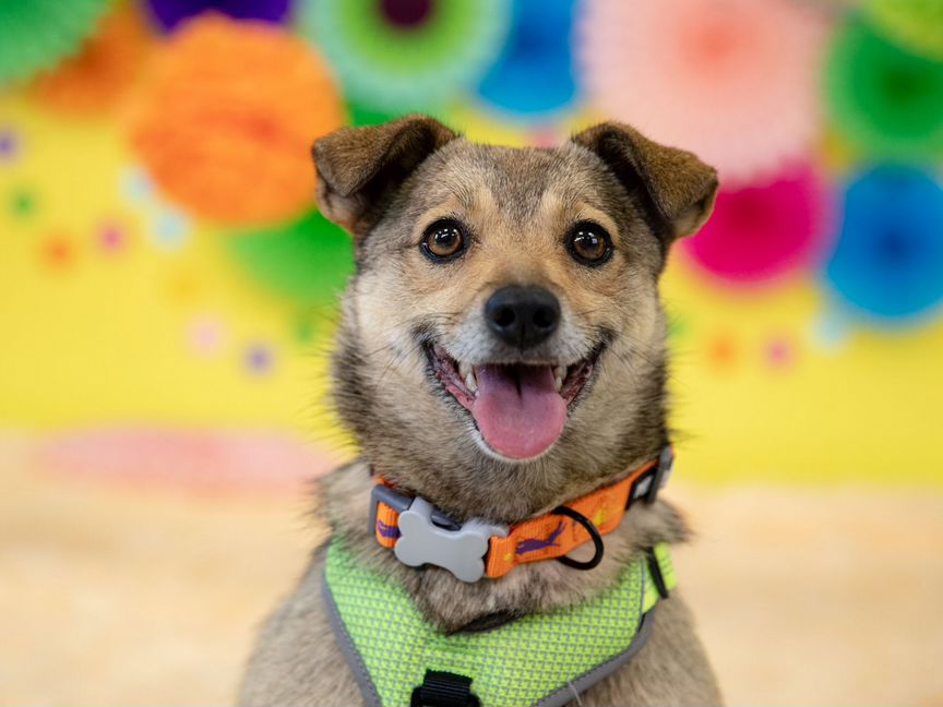 Крошка Карри в поисках семьи