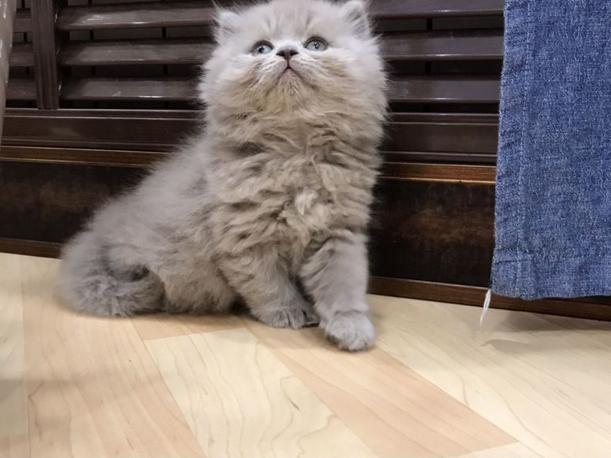 Шотландские котята