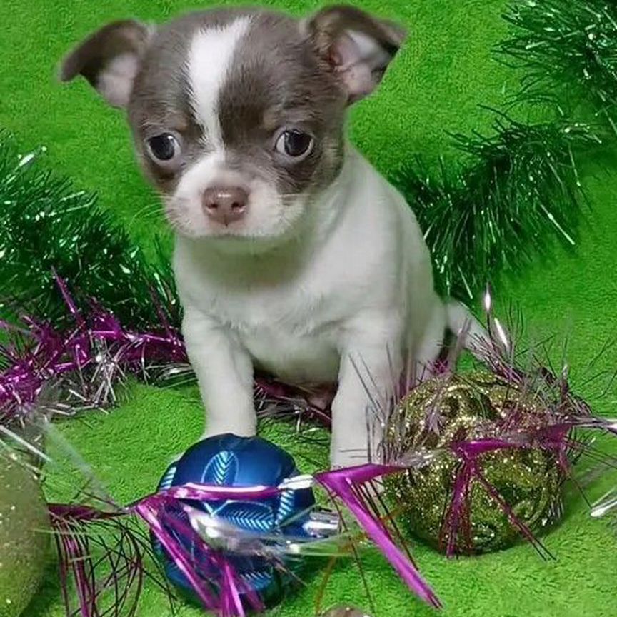 Чихуахуа, щенок