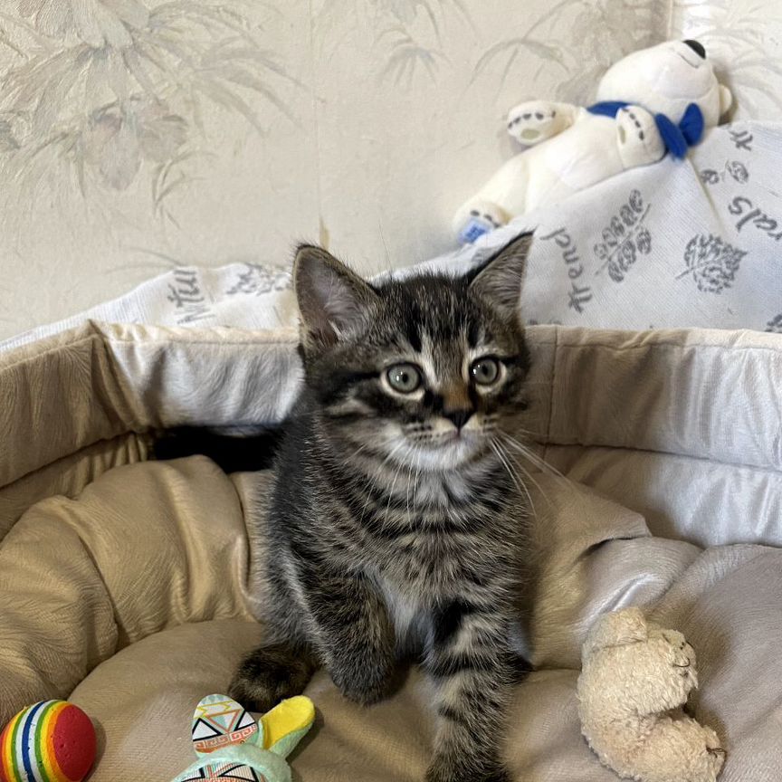 Котята от кошки шотландки