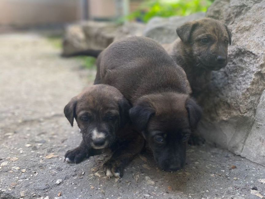 Собаки щенки