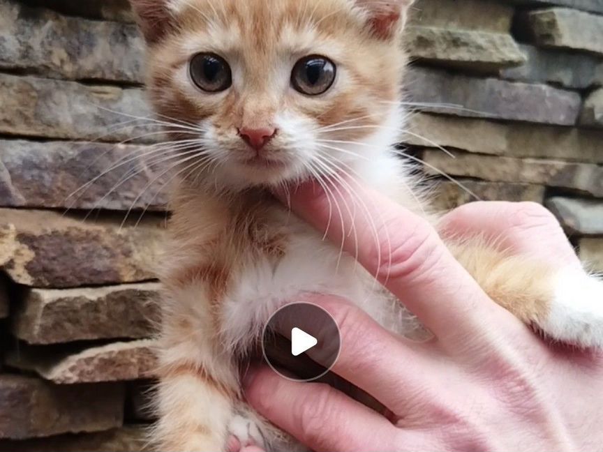 Котенка бросили на даче