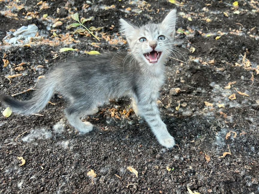 Котята в добрые руки SOS