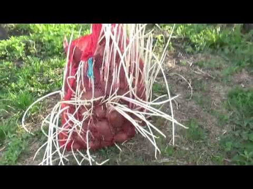 Картошка на корм