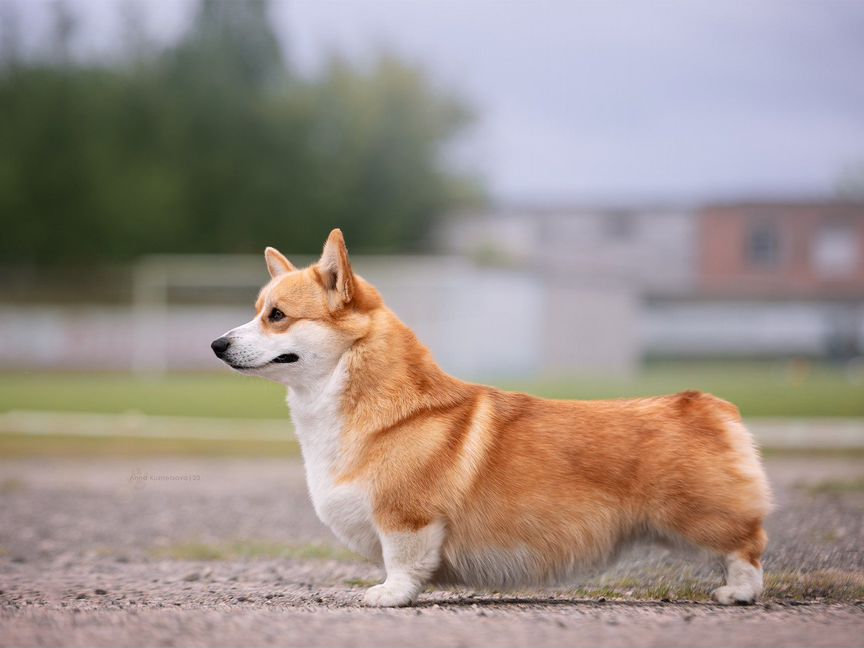 Вельш-корги вязка