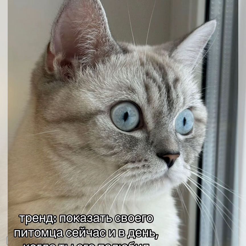 Кошка Юна в добрые руки