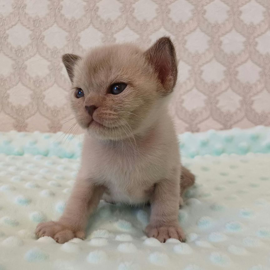 Бурманские котята