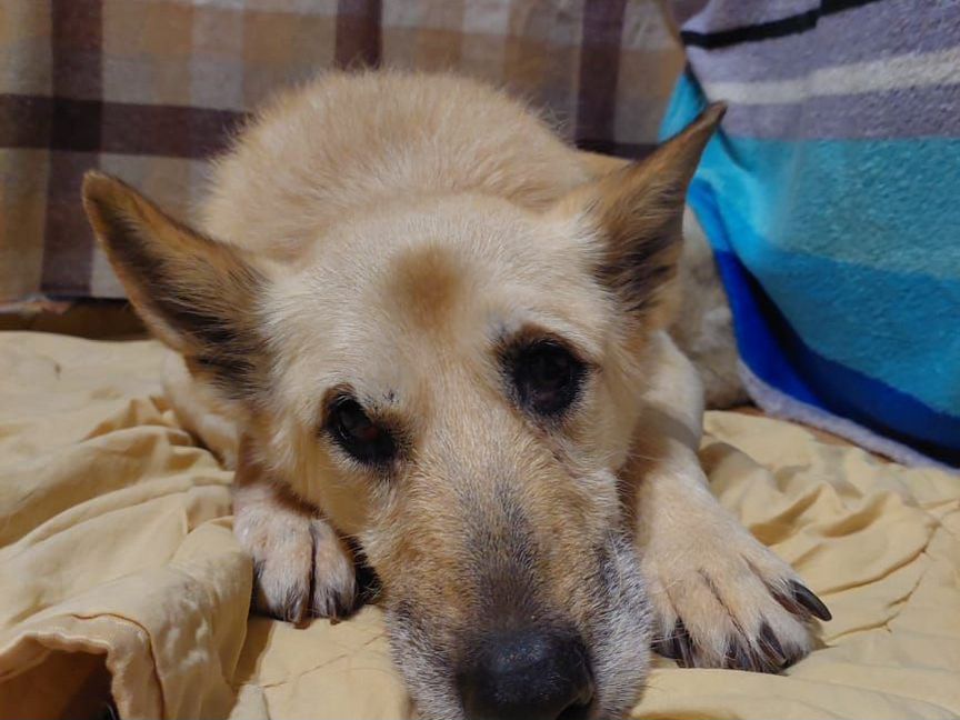 Немного счастья для Балты