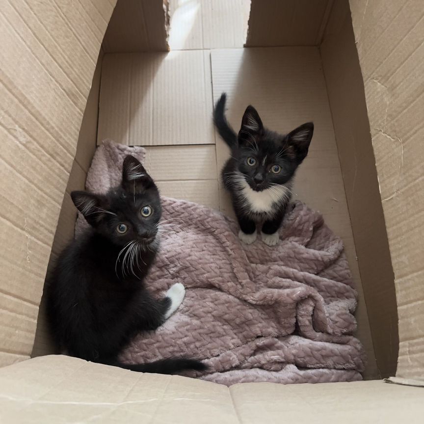 Котята в добрые руки 1 месяц