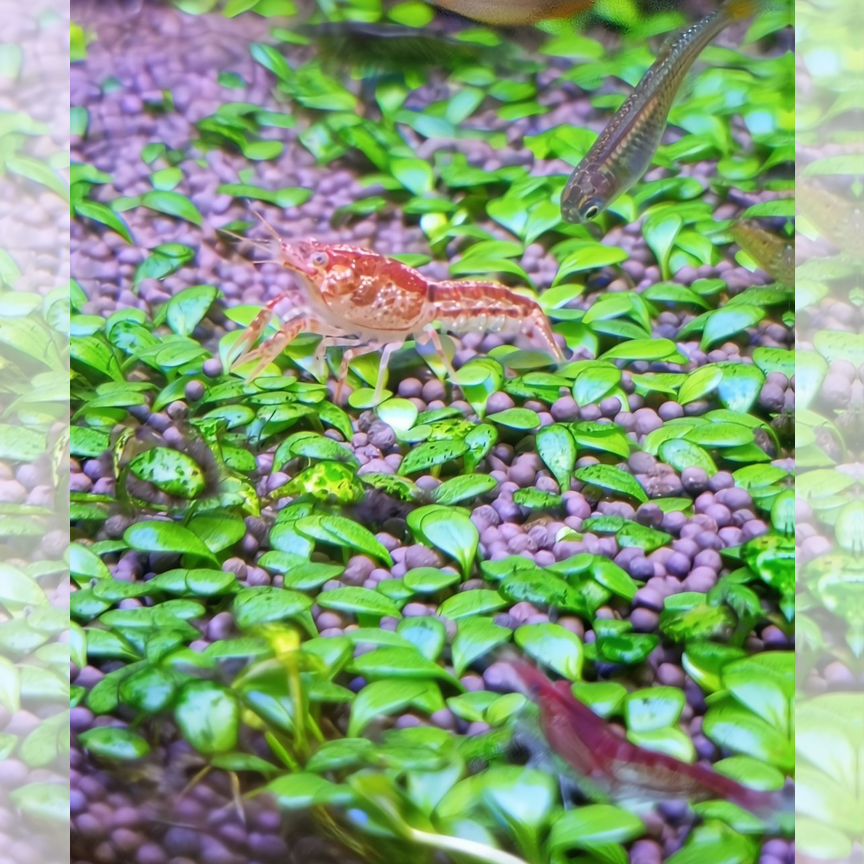 Мексиканский карликовый оранжевый рак