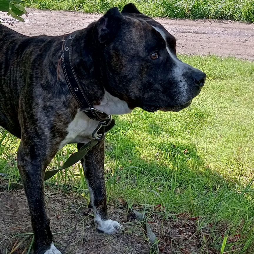 Отдам в добрые руки