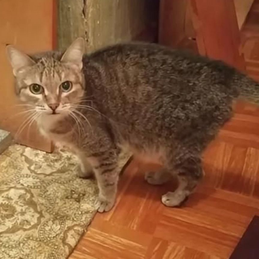 Взрослая, Девочка кошка в добрые руки