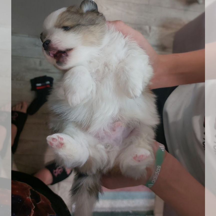 Померанский шпиц, щенок