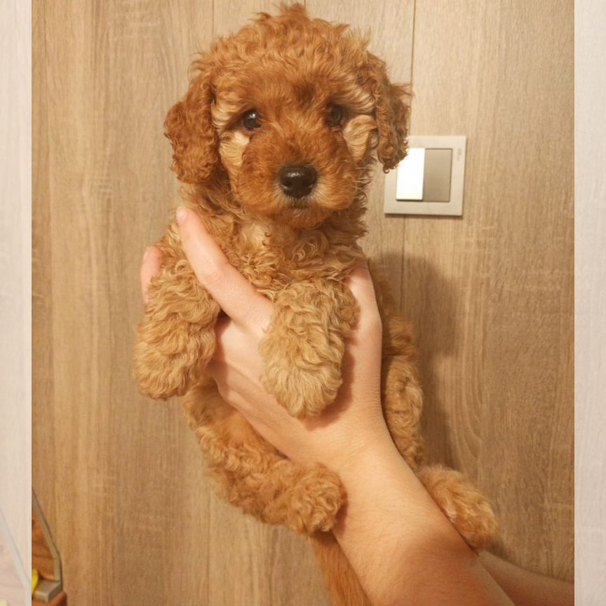 Карликовый пудель, щенок