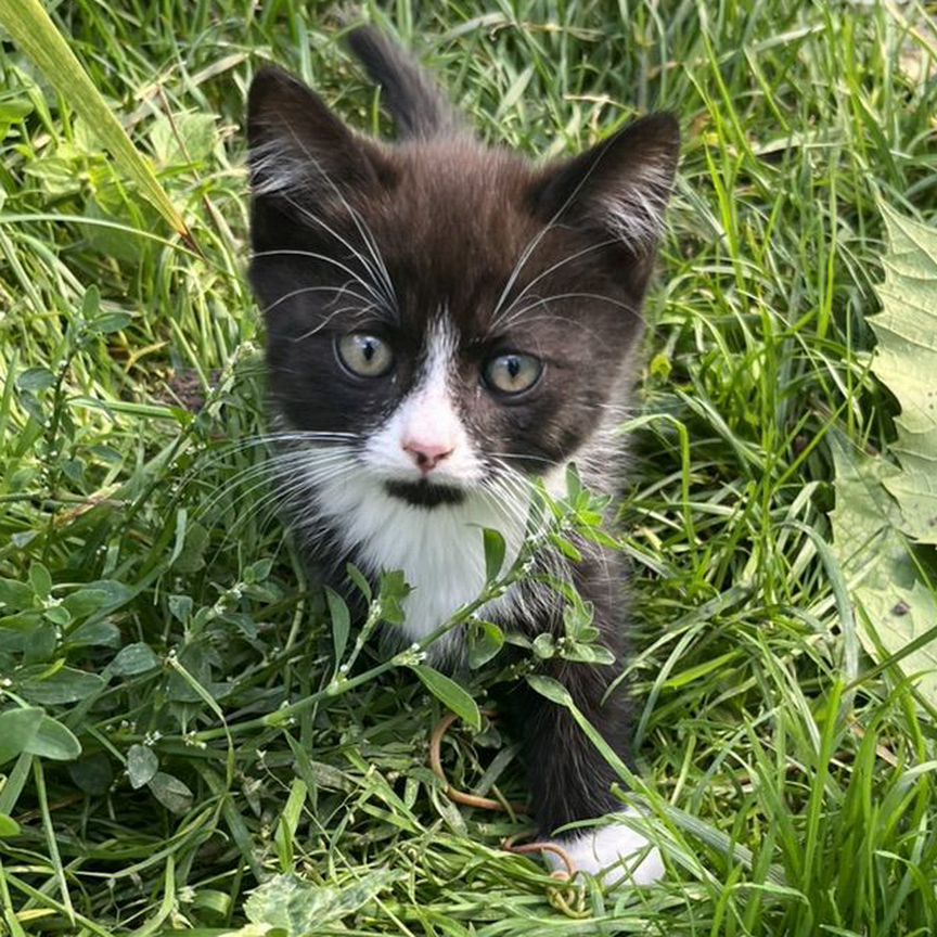 Отдадим котят в добрые руки