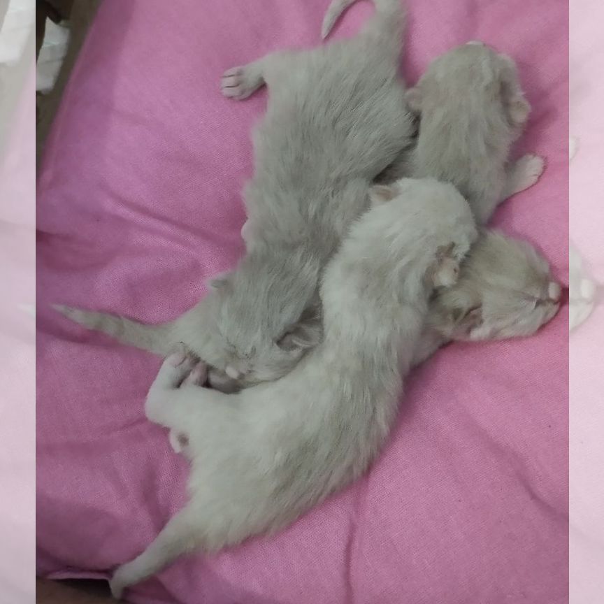 Продам сиамских котенка