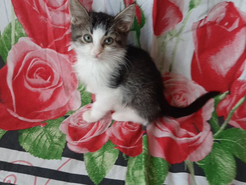 Котенок котик - в добрые руки