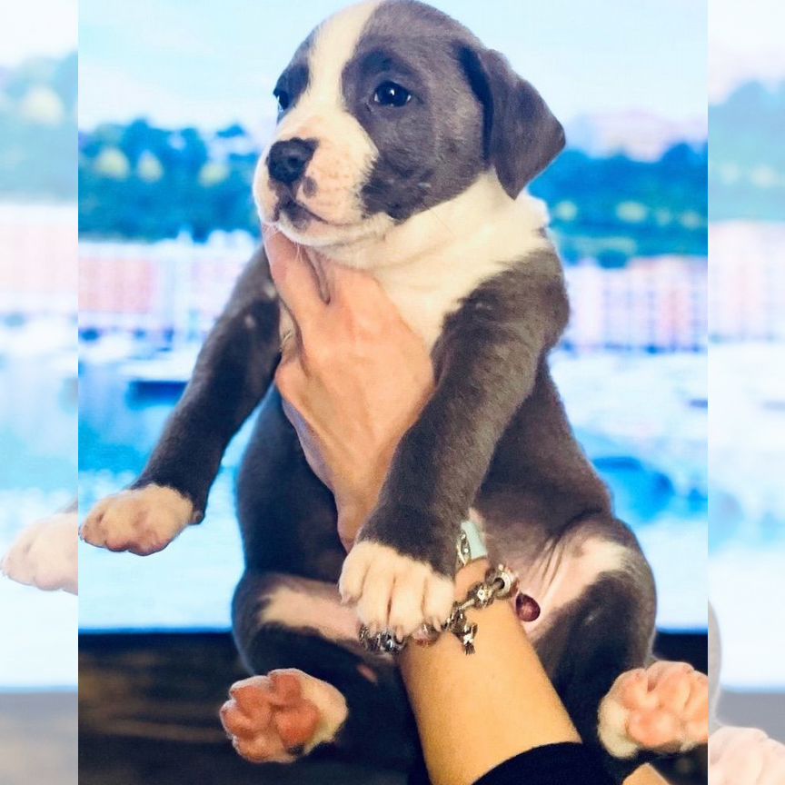 Американский стаффордширский терьер, щенок