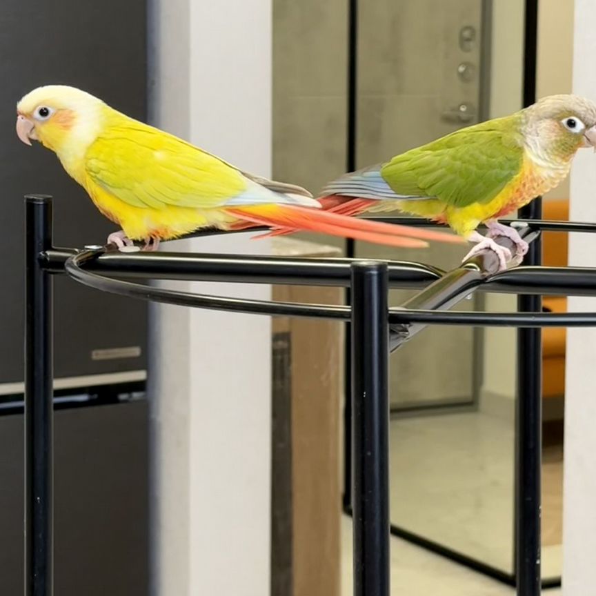 Пиррура говорящий попугай