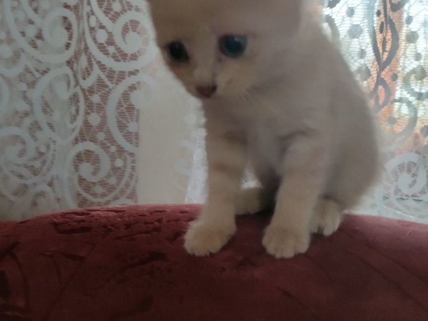 Отдам 2-х месячного котика в добрые руки