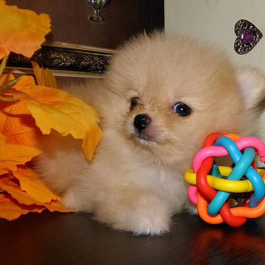 Померанский шпиц, щенок