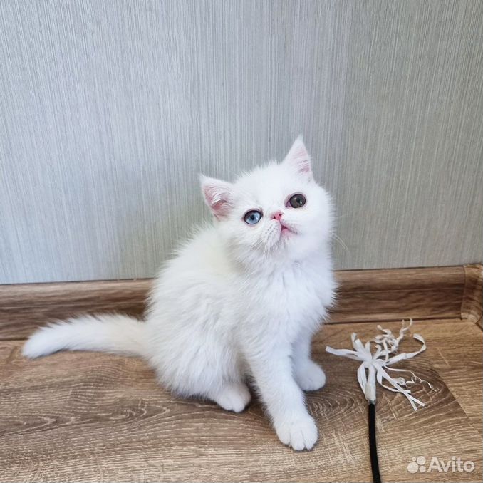 Эксклюзивный белый котёнок экзот